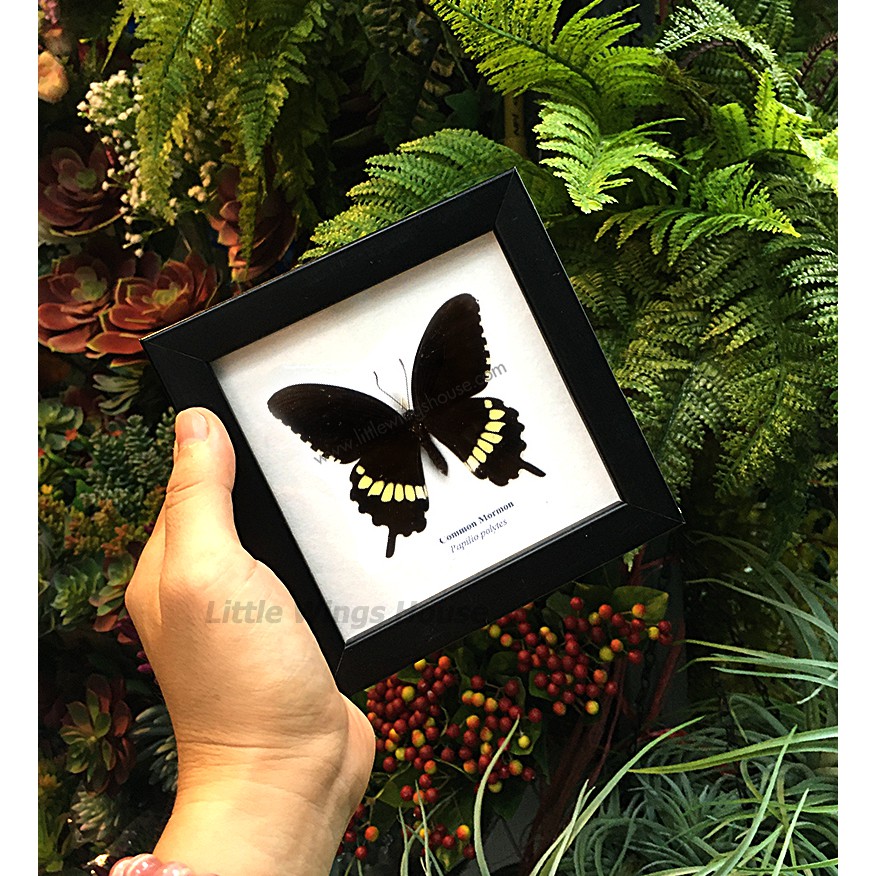 The real butterfly is the cheapest in a normal butterfly tailed cotton ...