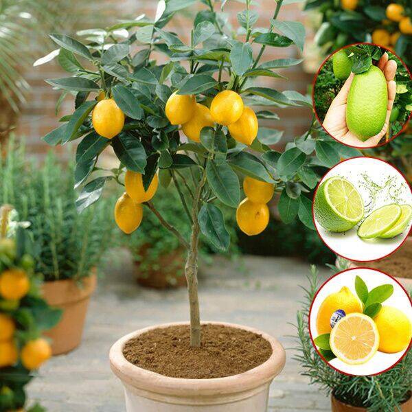 Good Quality Lemon Tree Seeds Bonsai Fruit Seeds Organic Fruits Bonsai Tree Live Plants Real ...