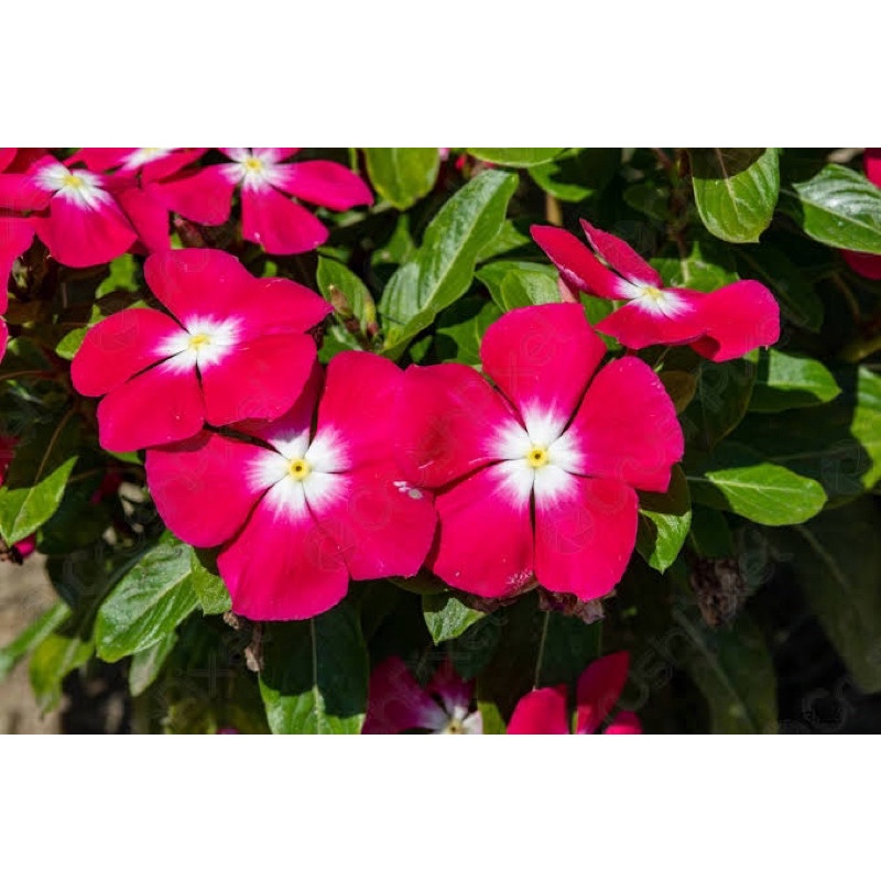 Apocynaceae Red Vinca/Periwinkle Madagascar Bright Eyes Flower Plant ...