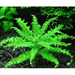 Downoi - Pogostemon Helferi / red downoi *rare aquarium/aquascaping ...