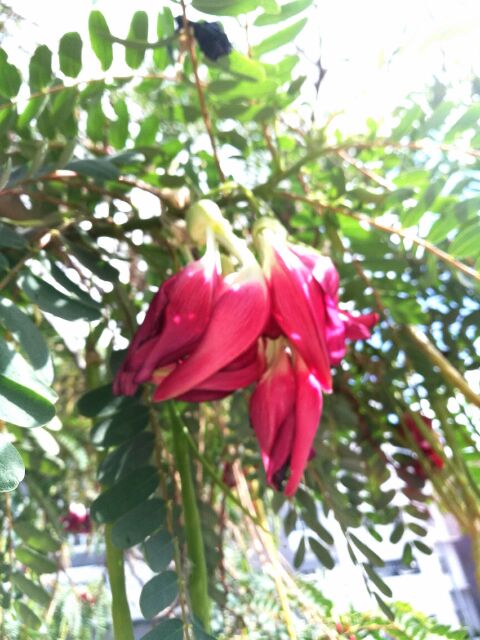 Katuray Flower Nutrients | Best Flower Site