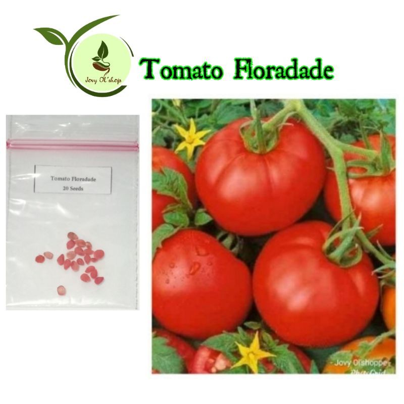 Tomato Floradade 20 Seeds | Shopee Philippines