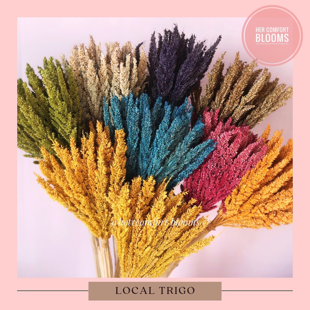 BUNDLES Local Trigo Dried Flowers MultiColors (5s, 10s, 15s, 20s, 30s ...