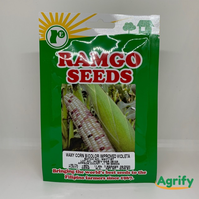 Waxy Corn Improved Violeta Seeds Mais Binhi Buto Ramgo | Shopee Philippines