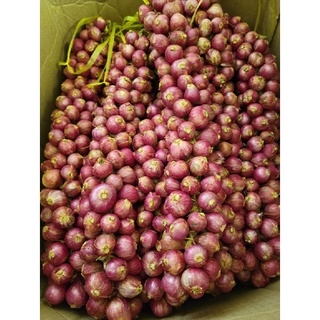 Native Onion / Native Sibuyas (Braided) | Shopee Philippines