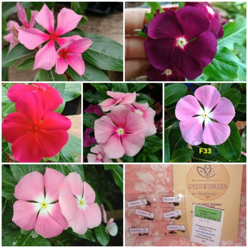 Periwinkle Rare Varieties 6 Colors in One Pack (60 seeds/pack : 10 ...
