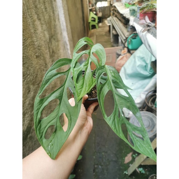 Monstera Adansonii Plant | Shopee Philippines