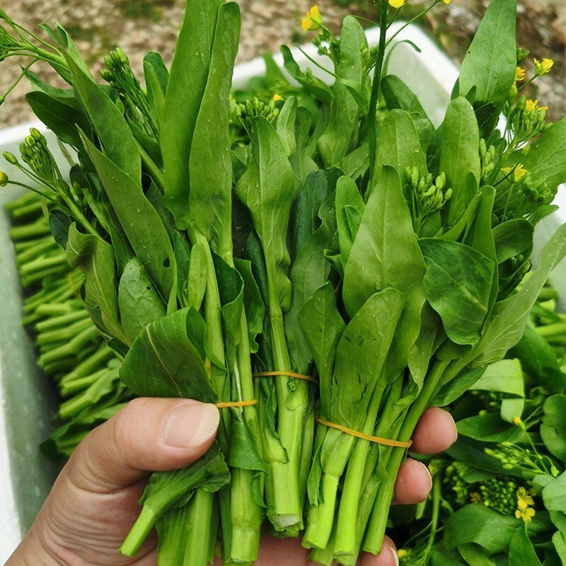 Shouhe Zengcheng Chi Flowering Cabbage Seed Vegetables Seed Vegetable ...