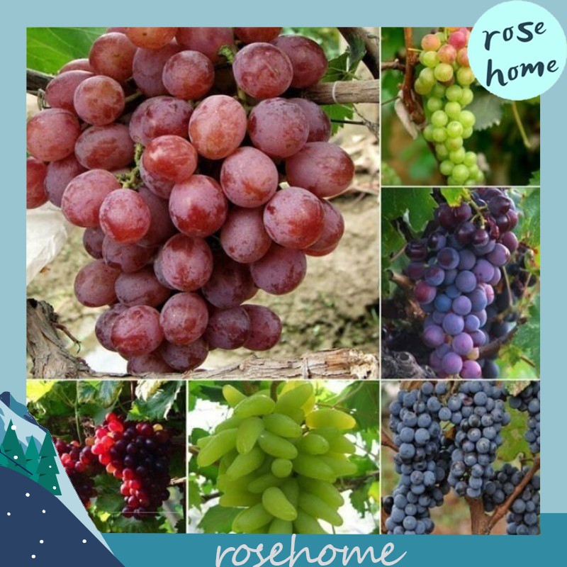10 Pcs Grape Seeds Finger Grape Fruit Potted Plants Perennial Interest Organizer Vineyard ...