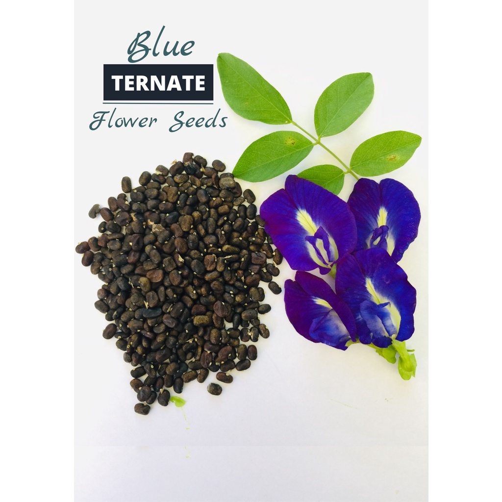 GO ORGANIC PH Blue Ternate / Butterfly Pea Flower Seeds - 25pcs/pack ...