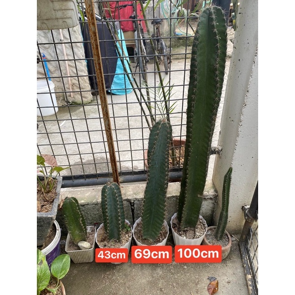 HOME DECOR BIG AND CACTUS UPROOTED | Shopee Philippines