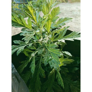 Damong Maria / Artemisia vulgaris Linn (Maidenwort)/ Hilbas (Bisaya ...