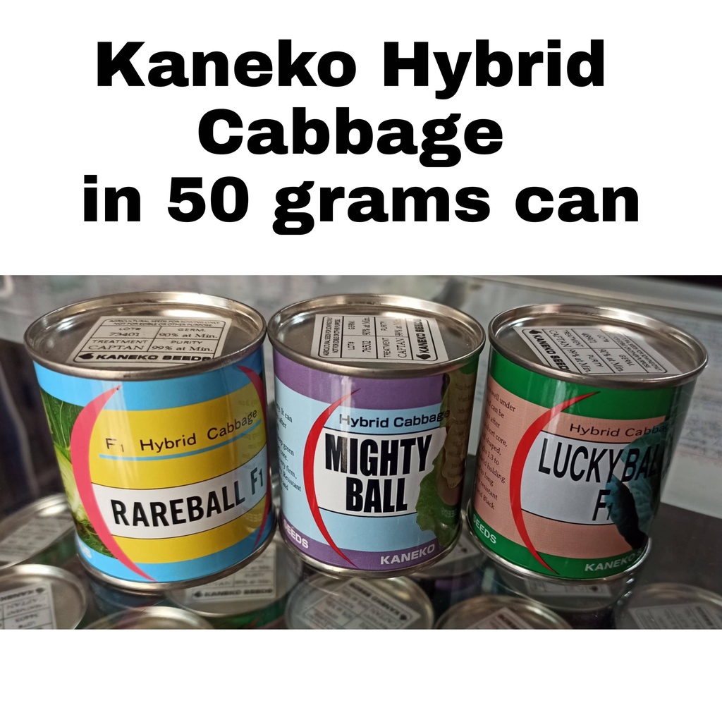Kaneko Original and High-Quality Cabbage (Repolyo) in 50 grams can ...