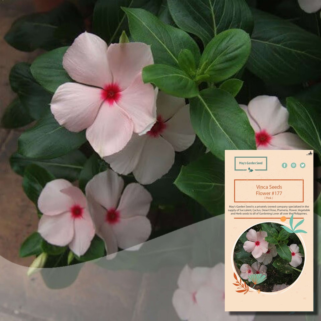 periwinkle - Best Prices and Online Promos - Dec 2022 | Shopee Philippines