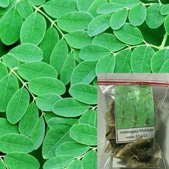 Malunggay / moringa seeds Wonder Gulay/Vege | Shopee Philippines