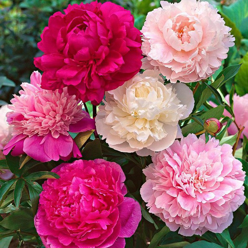 100pcs of peony seeds multi colored peony flowers bloom in the same ...
