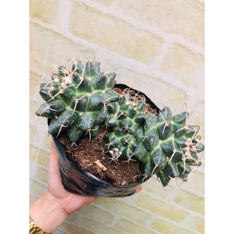 Big Cactus For Sale! (For Your Collection) | Shopee Philippines