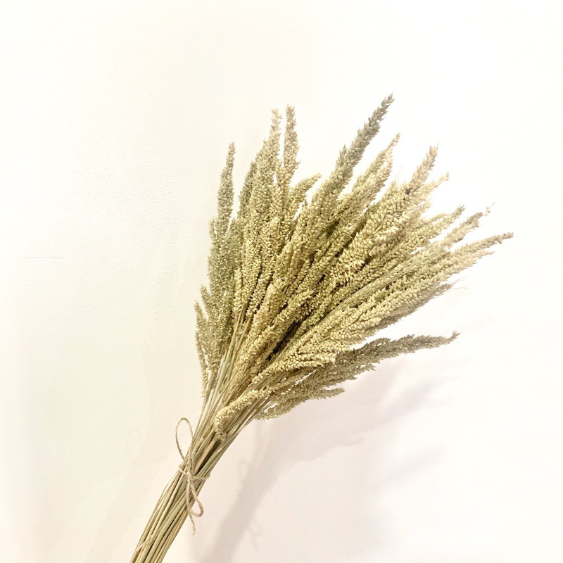 Dried Flower Trigo/Wheat | Shopee Philippines