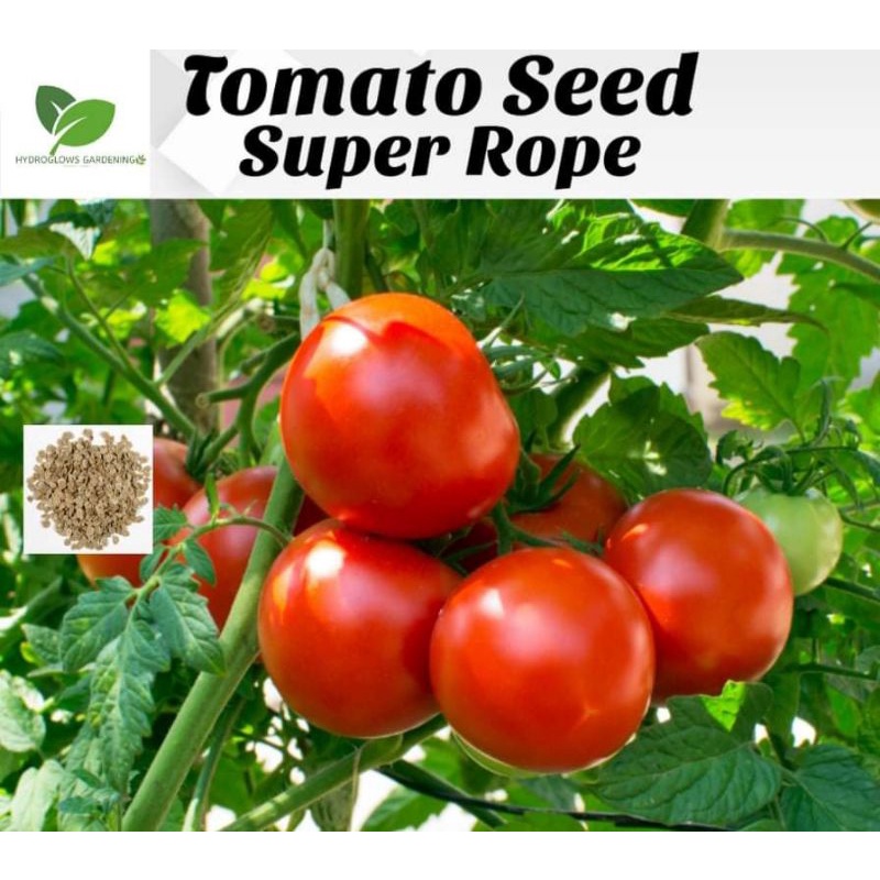 Tomato Super Rope - 80pcs seeds (1pack) | Shopee Philippines