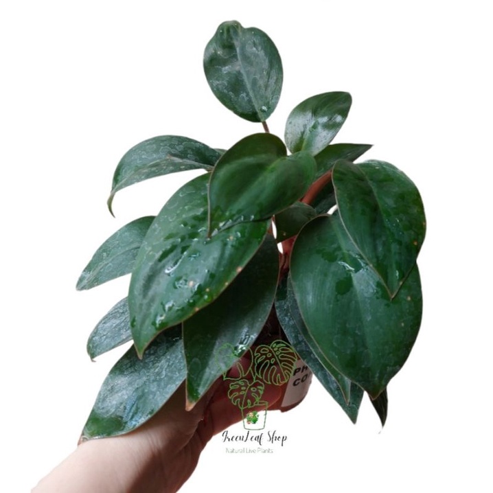 Philodendron Rojo/Red Congo Dwarf Variety | Shopee Philippines