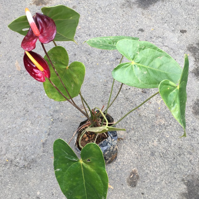 Anthurium plant (deep red/maroon flower) | Shopee Philippines