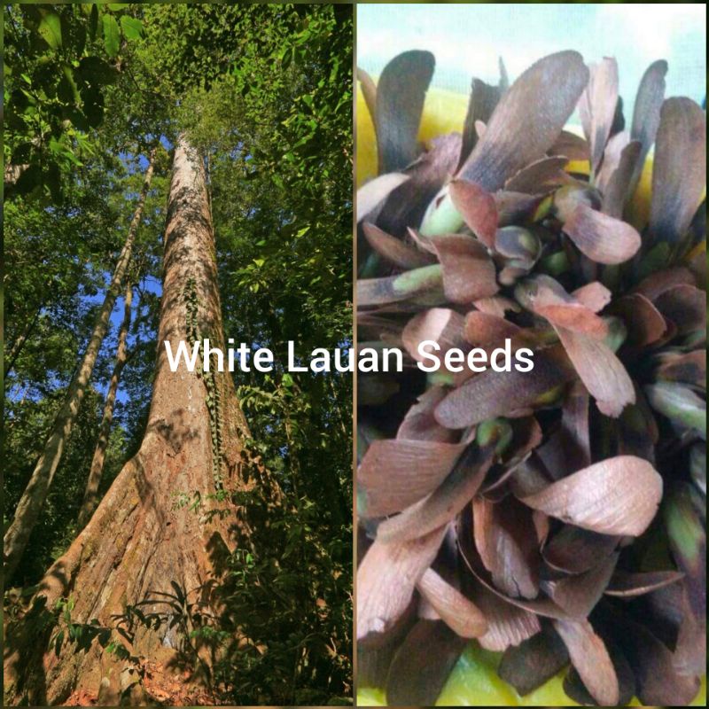 White Lauan Seeds 500 per kilo at /w may freebies | Shopee Philippines