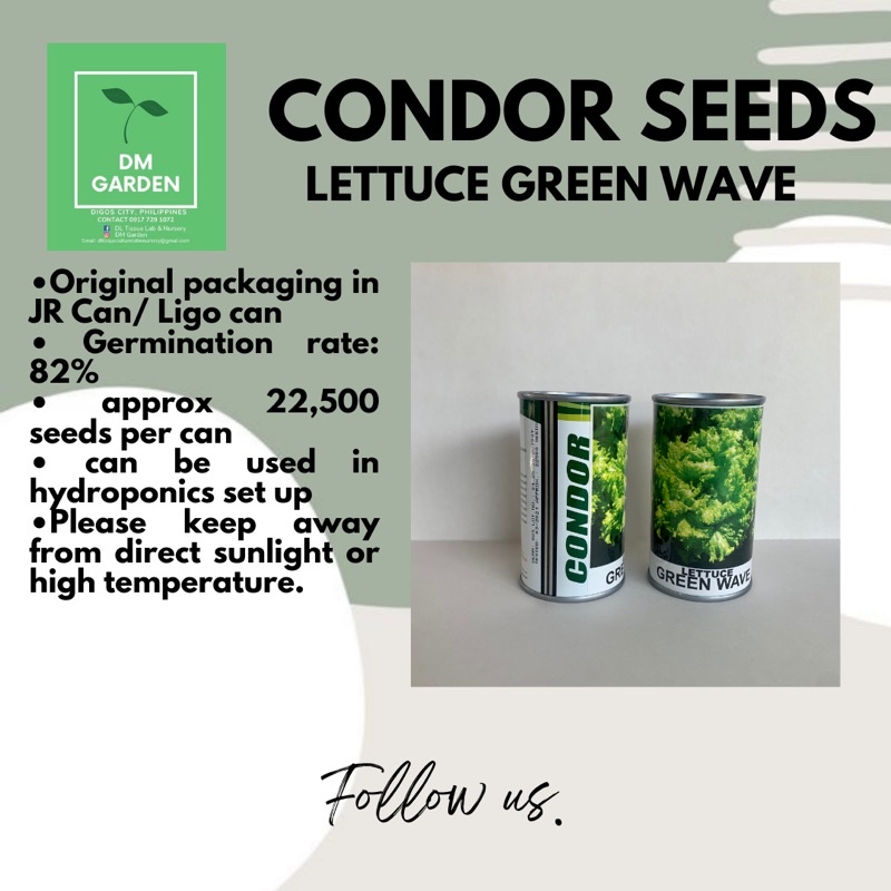 Condor seeds (Lettuce Green Wave) approx 22,500 seeds | Shopee Philippines