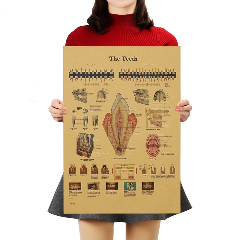 Human Teeth Diagram Kraft Paper Poster Vintage Style Wall Sticker Home ...