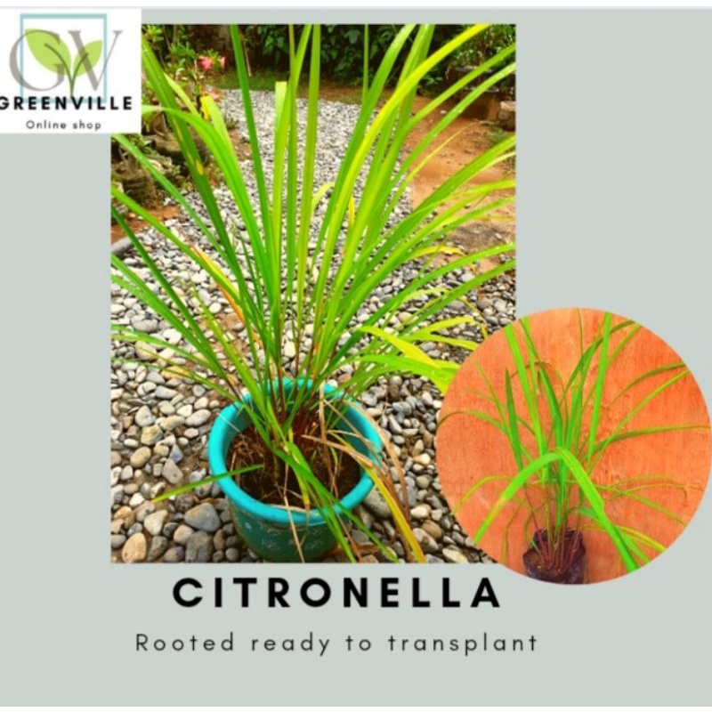 Citronella plant (Live at buhay na 100%) | Shopee Philippines