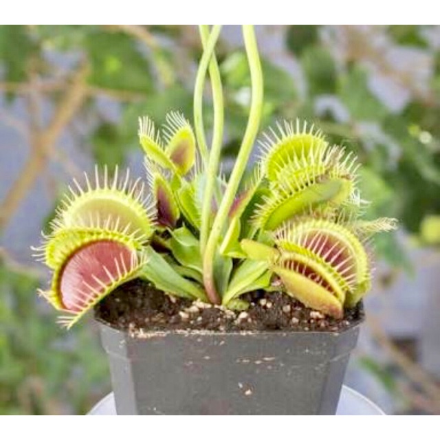 Venus Fly Trap Seeds | Shopee Philippines