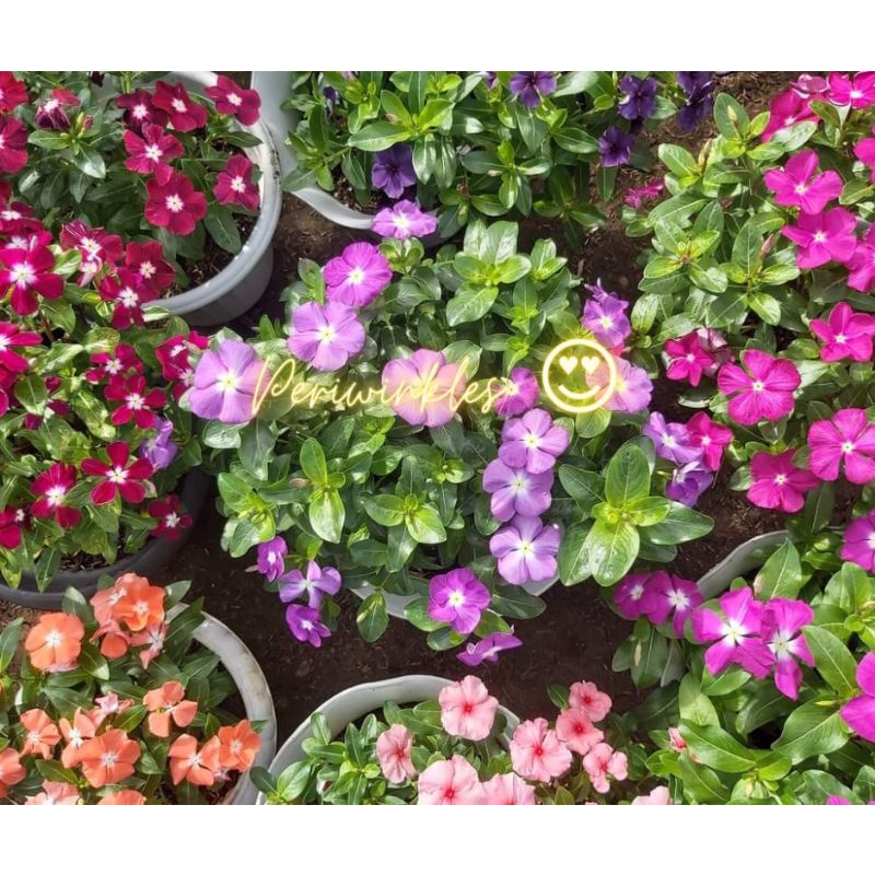 ASSORTED INDONESIAN PERIWINKLE (20 SEEDS hanging / upright varieties ...