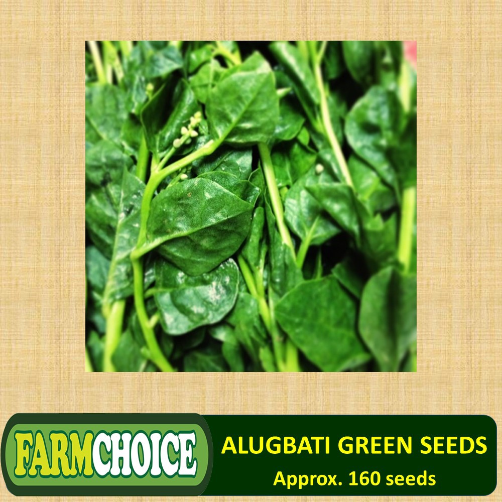 ALUGBATI GREEN SEEDS (160 seeds) | Shopee Philippines