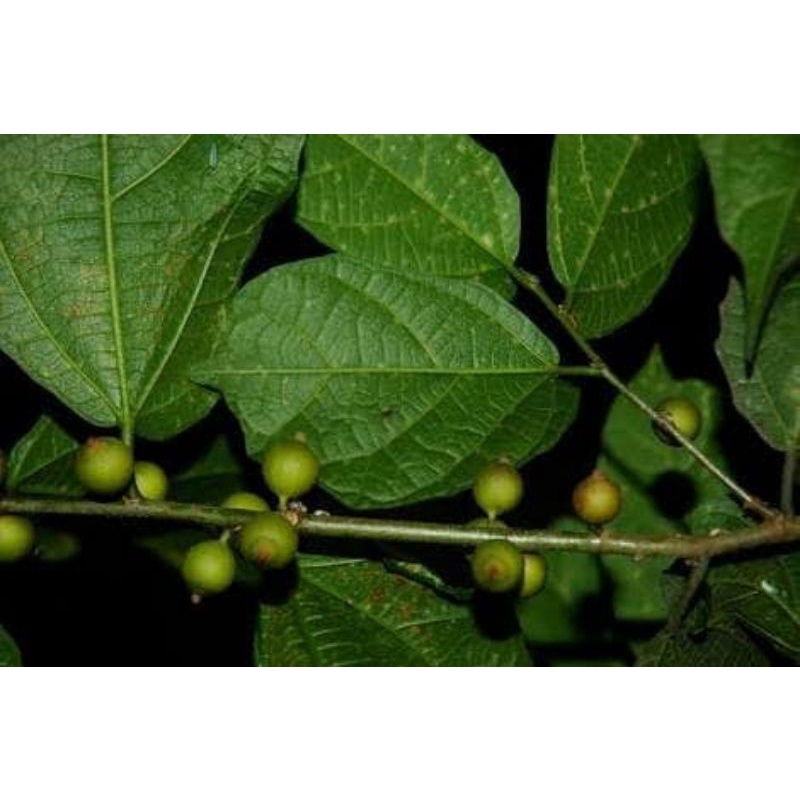 Bunga ng Asis/Pakiling(7pieces) | Shopee Philippines