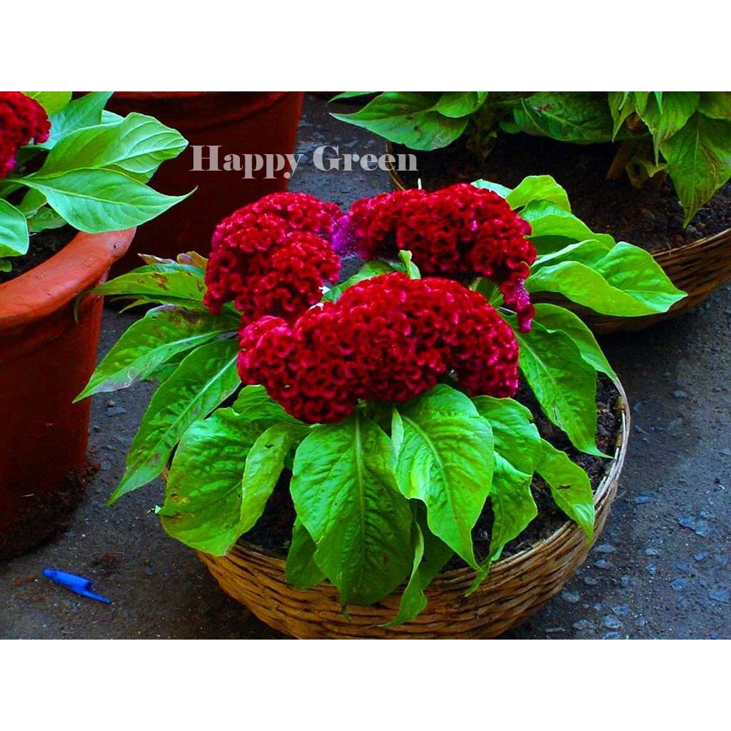 20PCS COCKSCOMB DWARF CORAL GARDEN MIX - SEEDS - Celosia Cristata ...