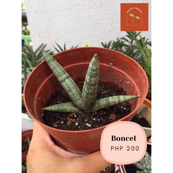 Boncel Plant Sansevieria (Established and Well Rooted) | Shopee Philippines