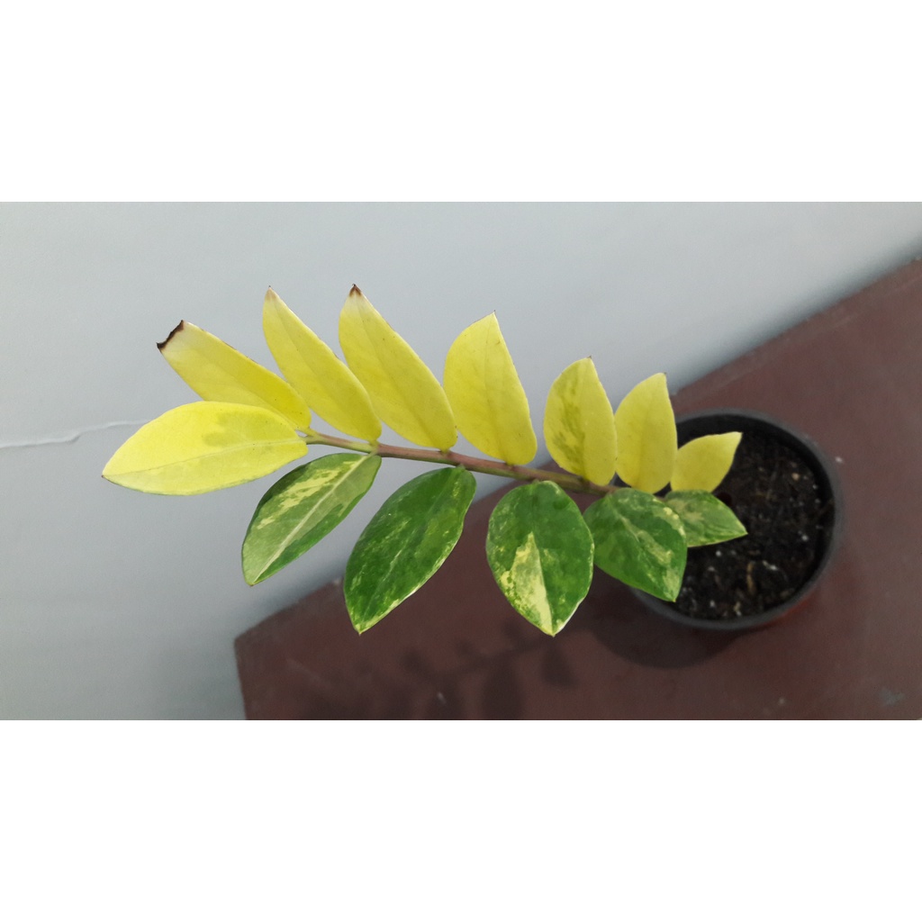 Variegated ZZ ( Zamio ) | Shopee Philippines