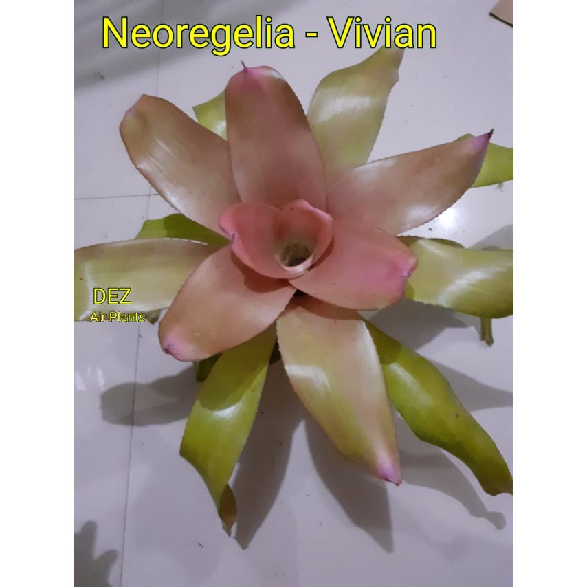 Neoregelia - Vivian (Neo - Bromeliads) - Indoor/outdoor plants | Shopee ...