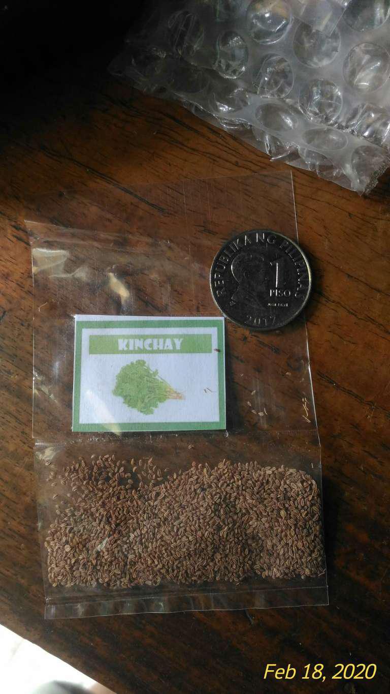 Kinchay / Kintsay Herbs (8,900 seeds) | Shopee Philippines
