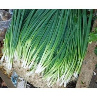 DAHON NG SIBUYAS - 15Seeds | Shopee Philippines