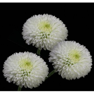chrysanthemum white button flower seeds | Shopee Philippines