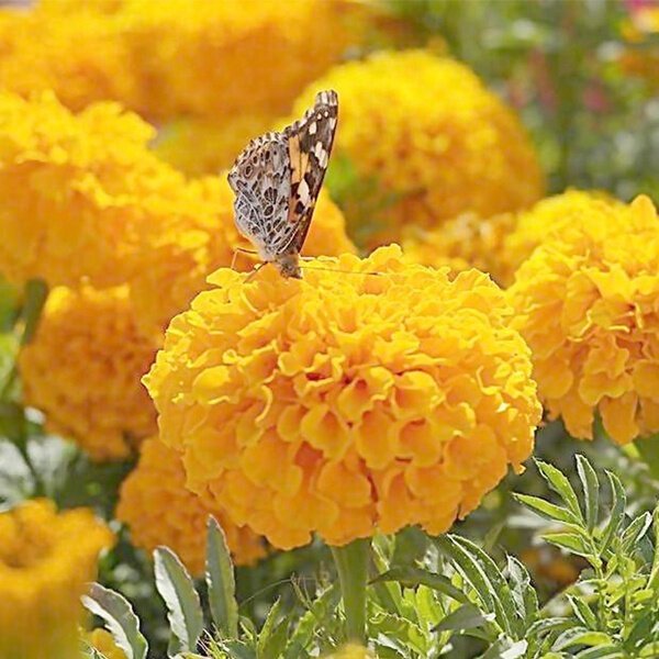 Philippines 100Pcs Yellow Orange Color Marigold Flower Seeds Bonsai ...