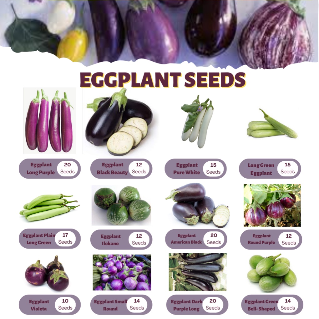 Eggplant Talong Rare Seeds | Shopee Philippines