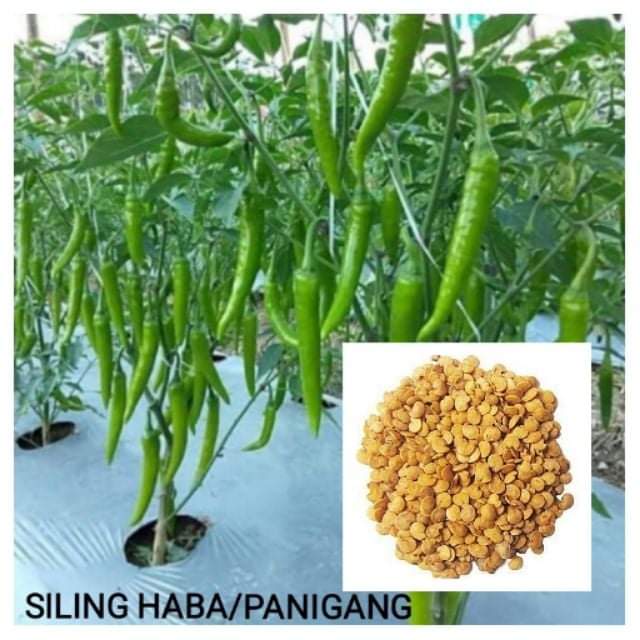SILING HABA PANG SIGANG SEEDS | Shopee Philippines