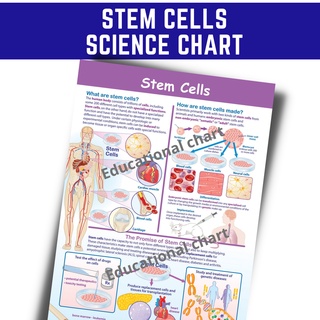 STEM CELLS POSTERS CHARTS I ALL ABOUT SCIENCE CHARTS, A4 Size Laminated ...