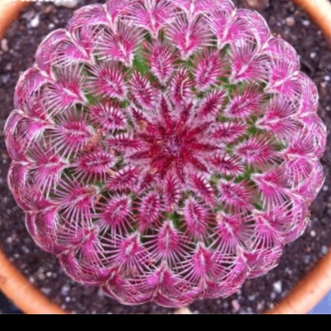 2022pediocactus no.1 cactus lithops succulent seeds | Shopee Philippines