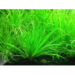 Blyxa Japonica , aubertii rare aquascape plant - lotech aquarium ...