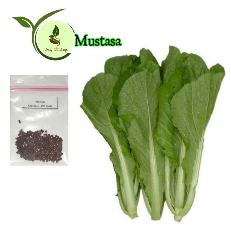 Mustasa Seeds Vegetable Seeds | Shopee Philippines