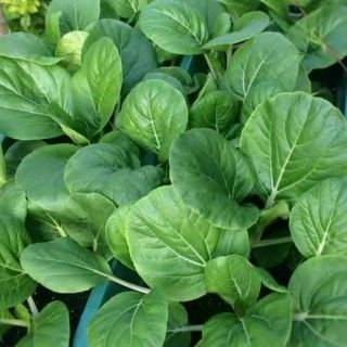 pechay - Prices and Online Deals - Apr 2020 | Shopee Philippines