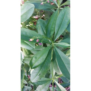 Talinum /Wayerleaf / Talilong plant cuttings | Shopee Philippines
