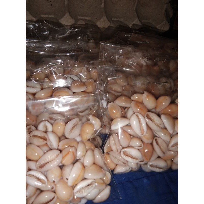 Sigay/cowrie Sea Shells | Shopee Philippines